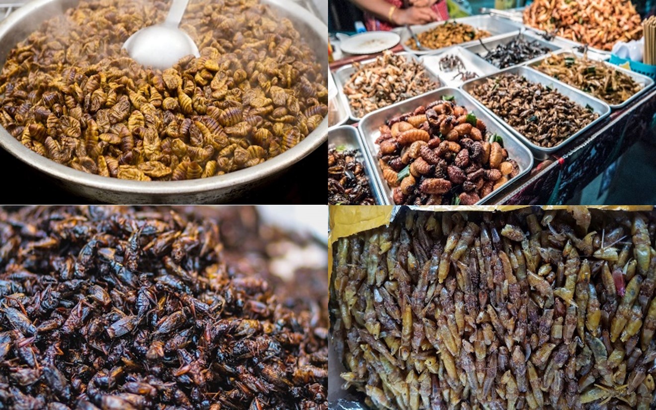 Entomophagy – Are You Game to Try? | The Consumer Dimension of Future Foods