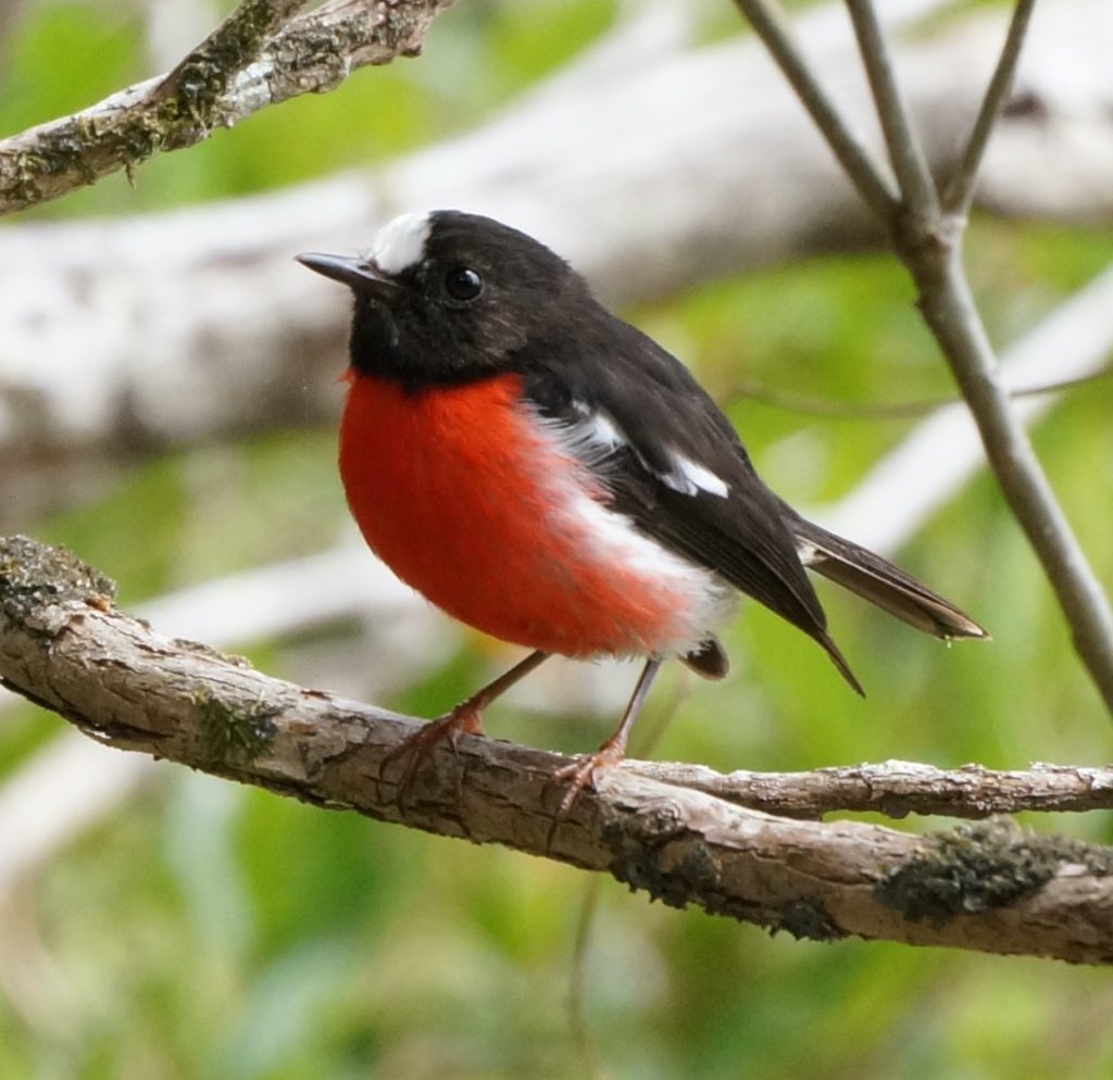 Notes from a small Island – in the Pacific – Te Taha Tawhiti