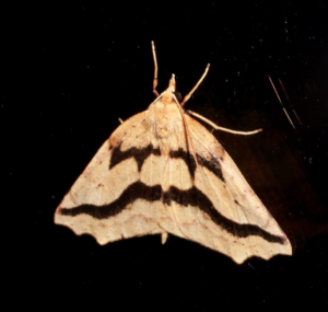 The TURITEA project – Te Taha Tawhiti