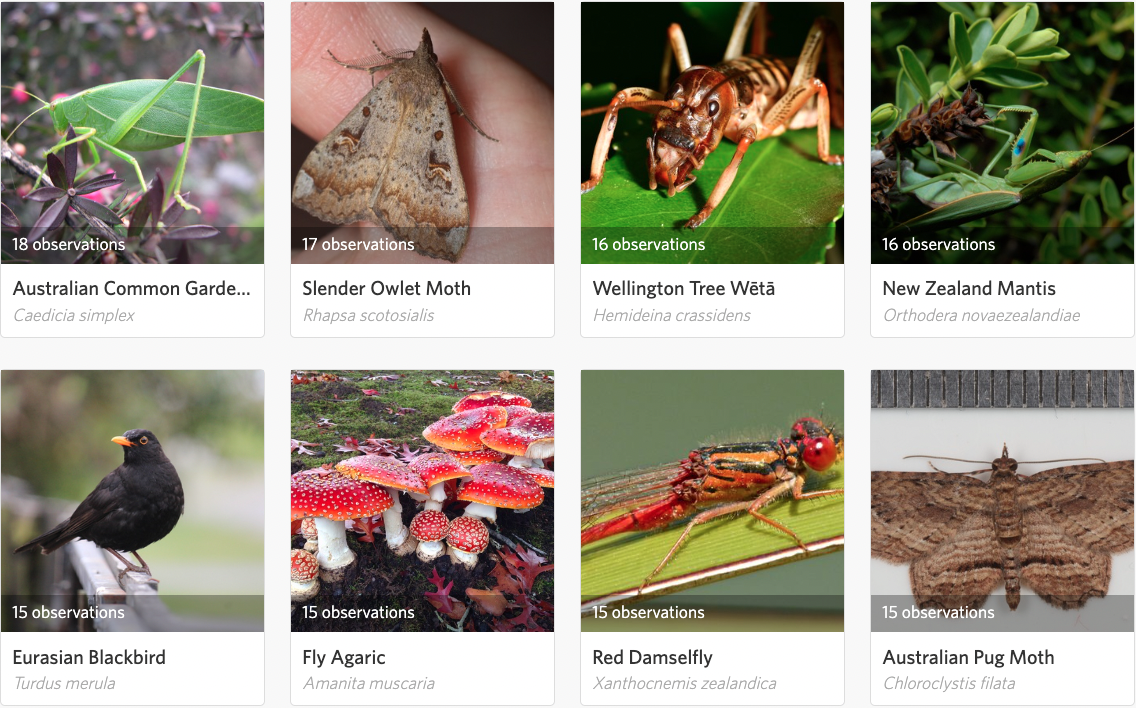 The TURITEA project – Te Taha Tawhiti