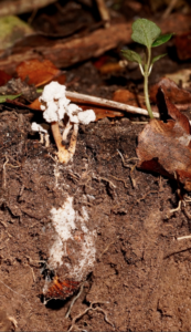 The TURITEA project – Te Taha Tawhiti