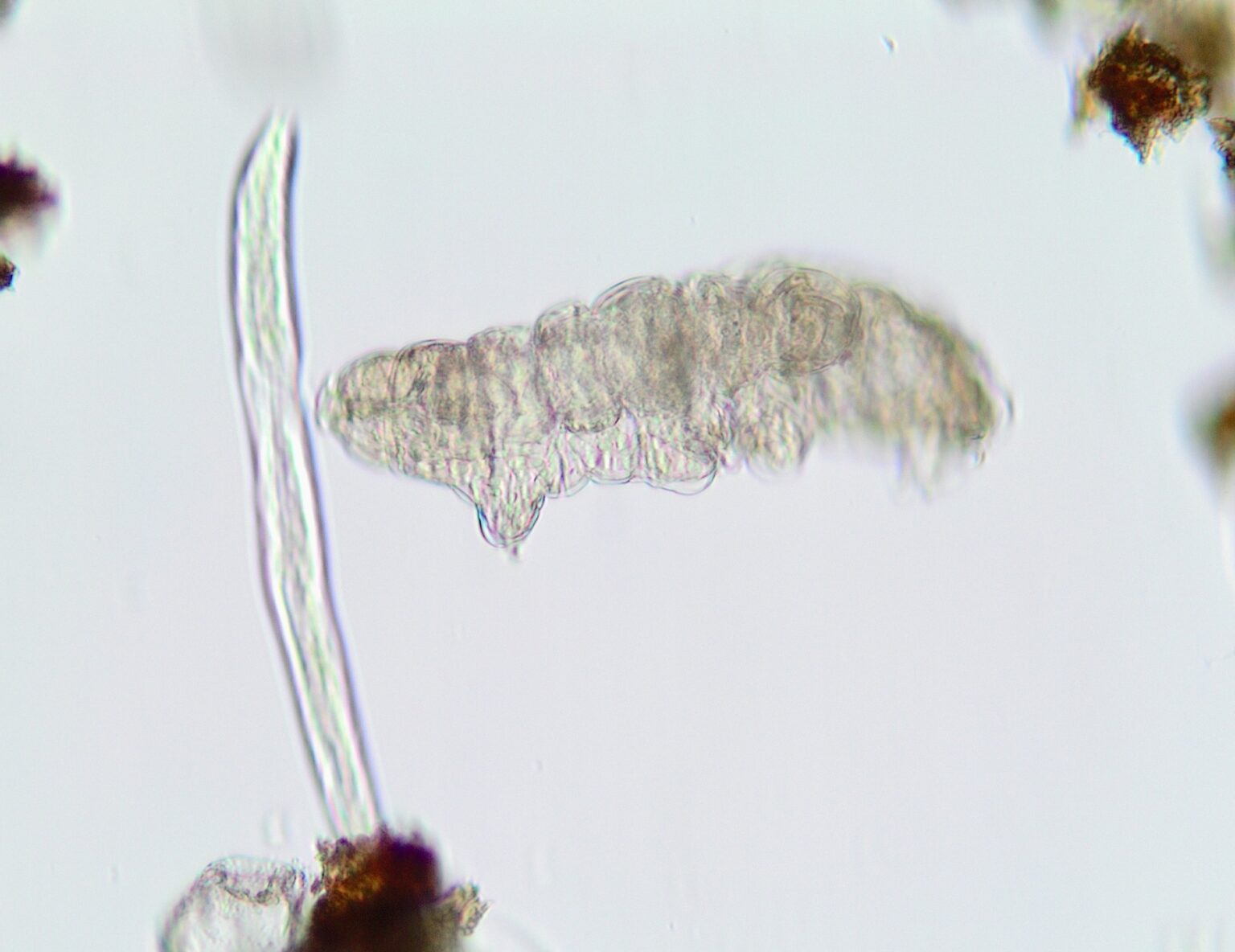 The TURITEA project – Te Taha Tawhiti