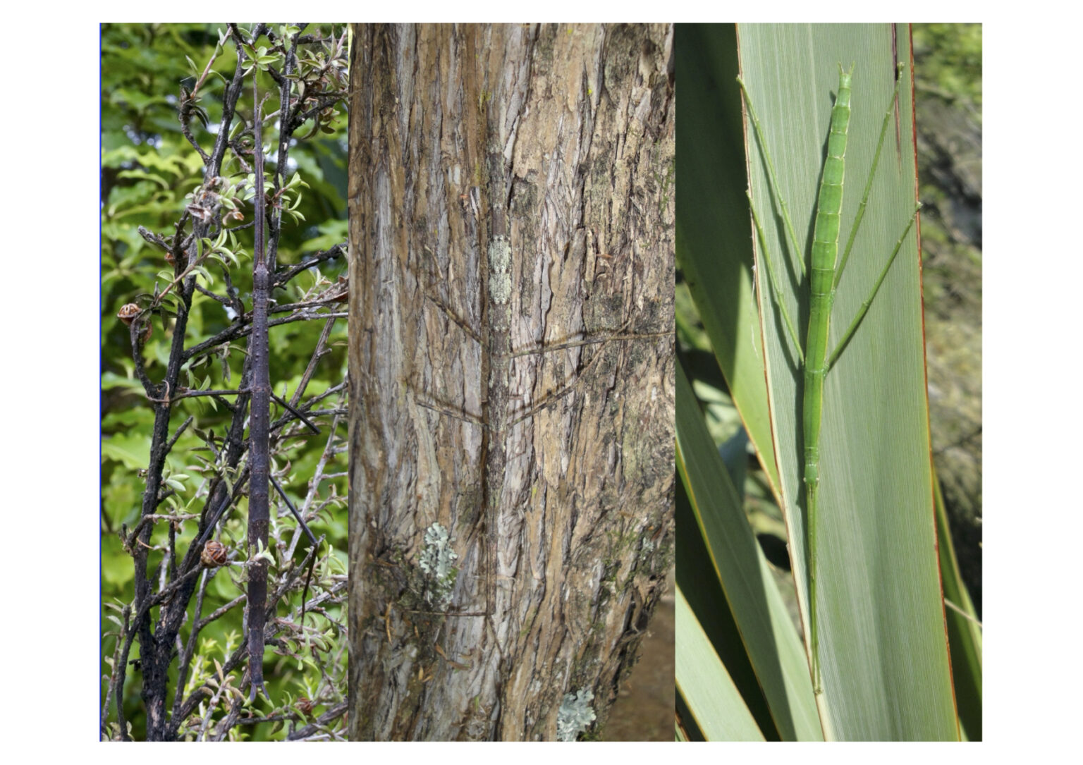 Colour change stick insects – Te Taha Tawhiti
