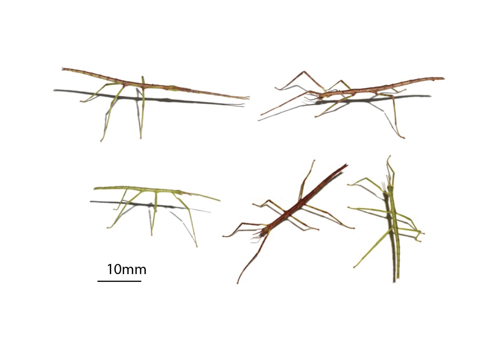 Colour change stick insects – Te Taha Tawhiti