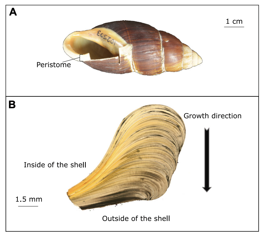 Te Taha Tawhiti – Evolutionary Ecology & Genetics
